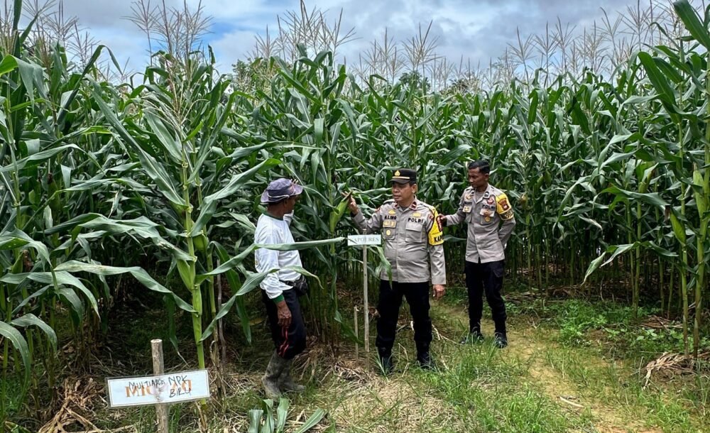Sukses! Jagung Demplot Polsek Parindu Tumbuh Optimal, Dorong Masyarakat ...